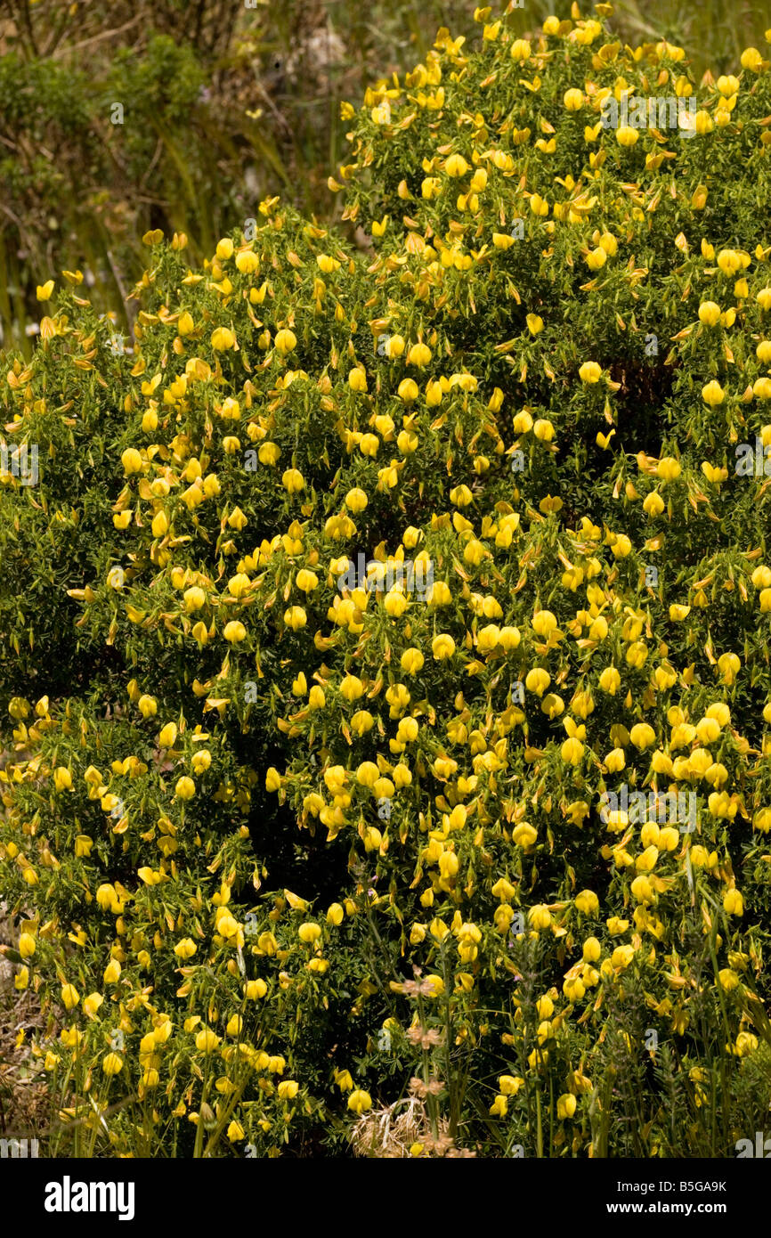 Large rest harrow Ononis natrix Sicily Stock Photo - Alamy