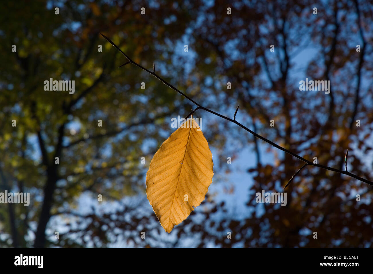 American beech tree hi-res stock photography and images - Alamy