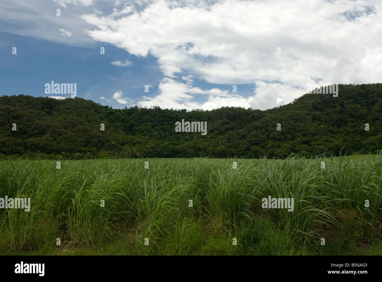 A sugar cane plantation in North Queensland Australia Stock Photo - Alamy