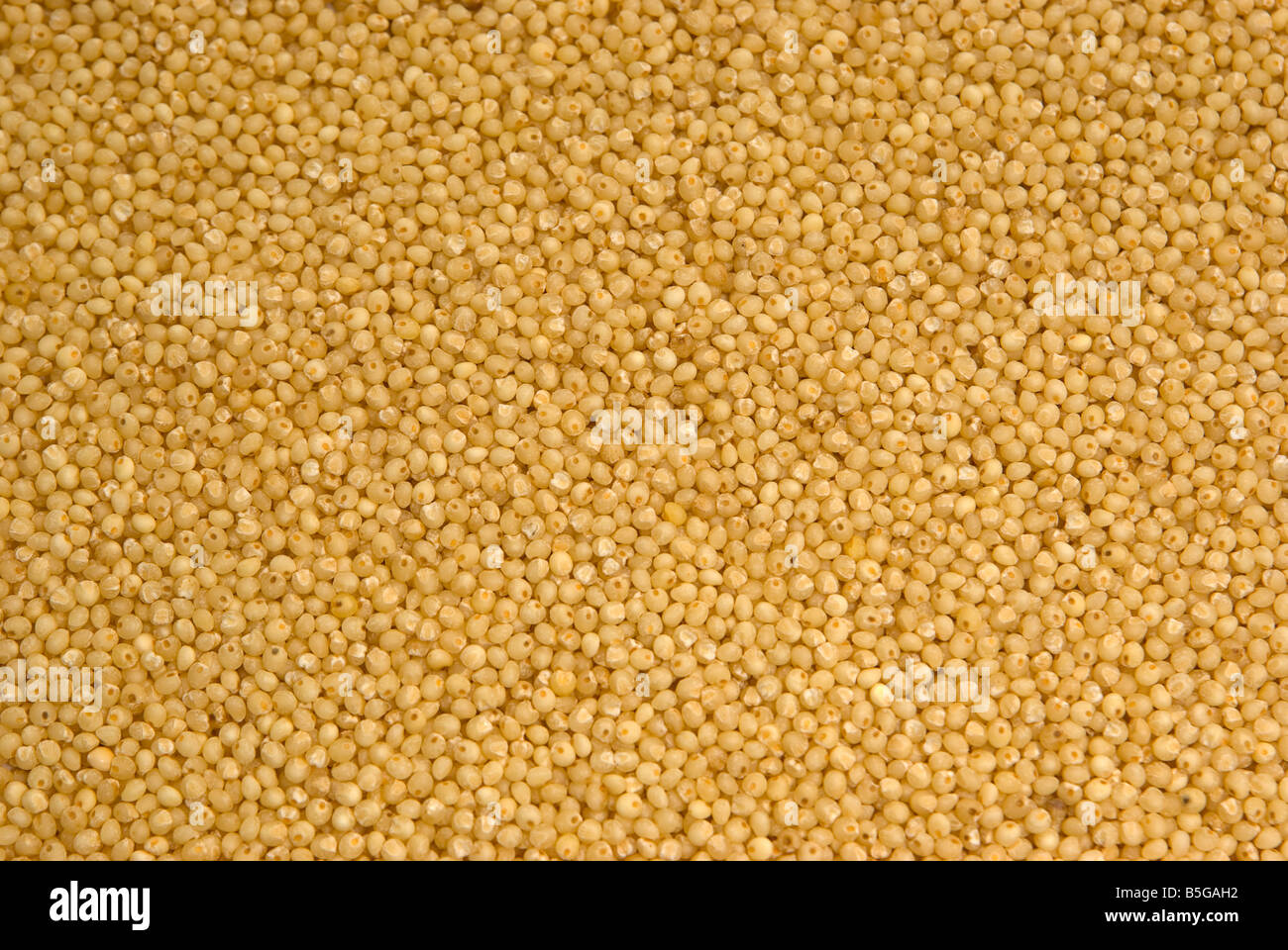 Millets hi-res stock photography and images - Alamy