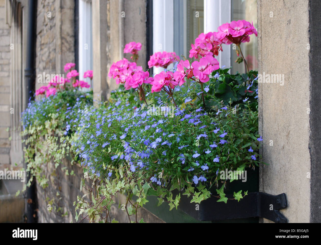 Geraniums in Window boxes Stock Photo - Alamy