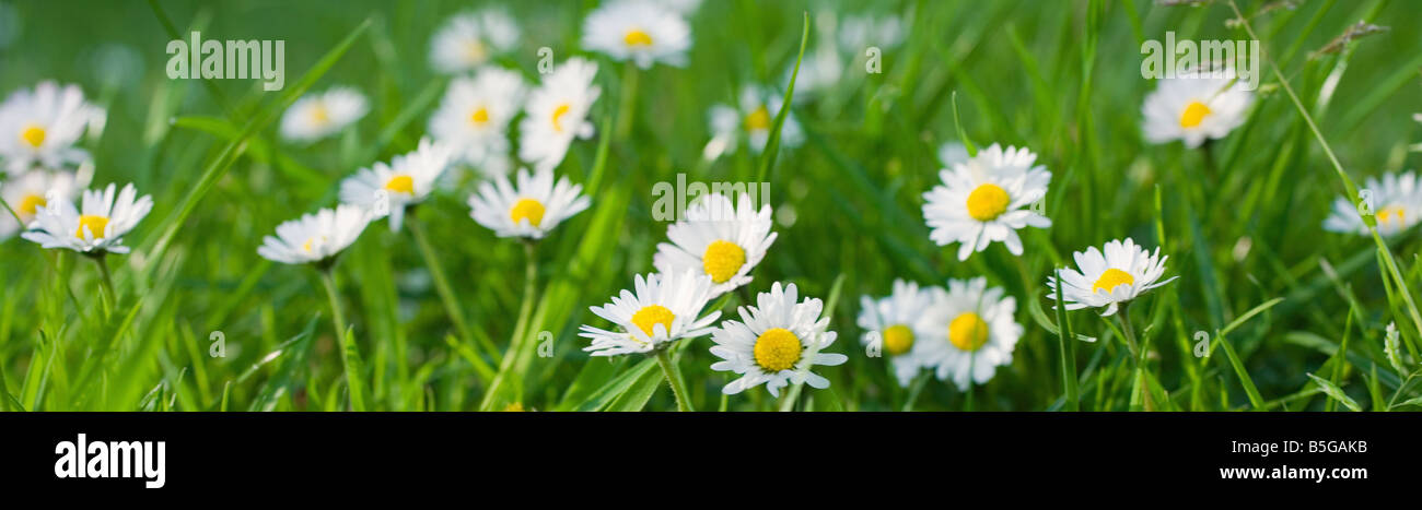 Green grass with daisies hi-res stock photography and images - Alamy