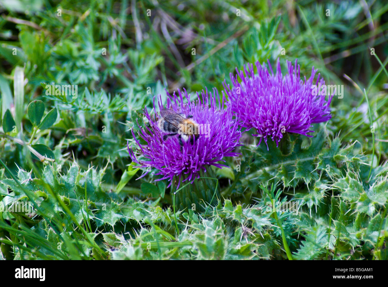 Thistle asteraceae hi-res stock photography and images - Alamy
