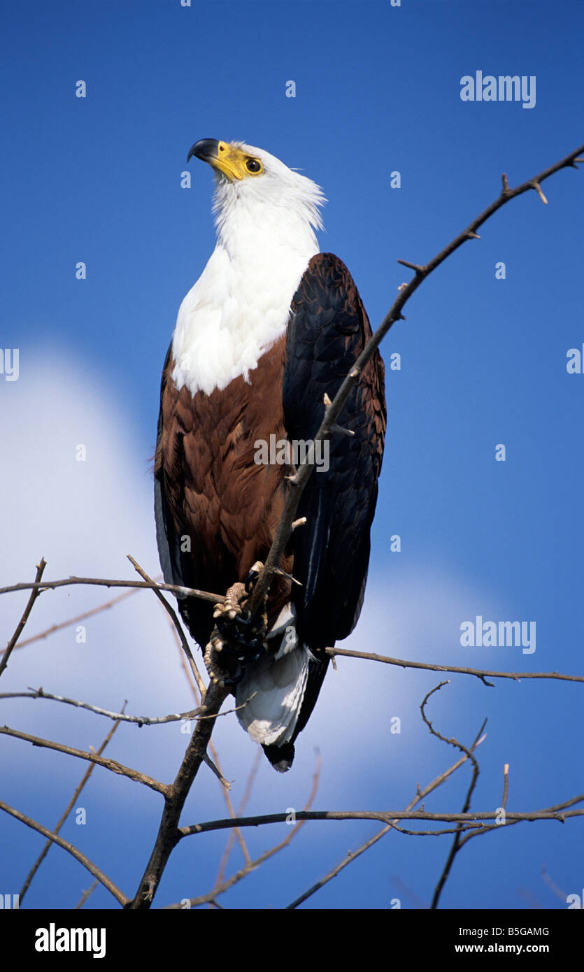 Fish eagle lodge hi-res stock photography and images - Alamy