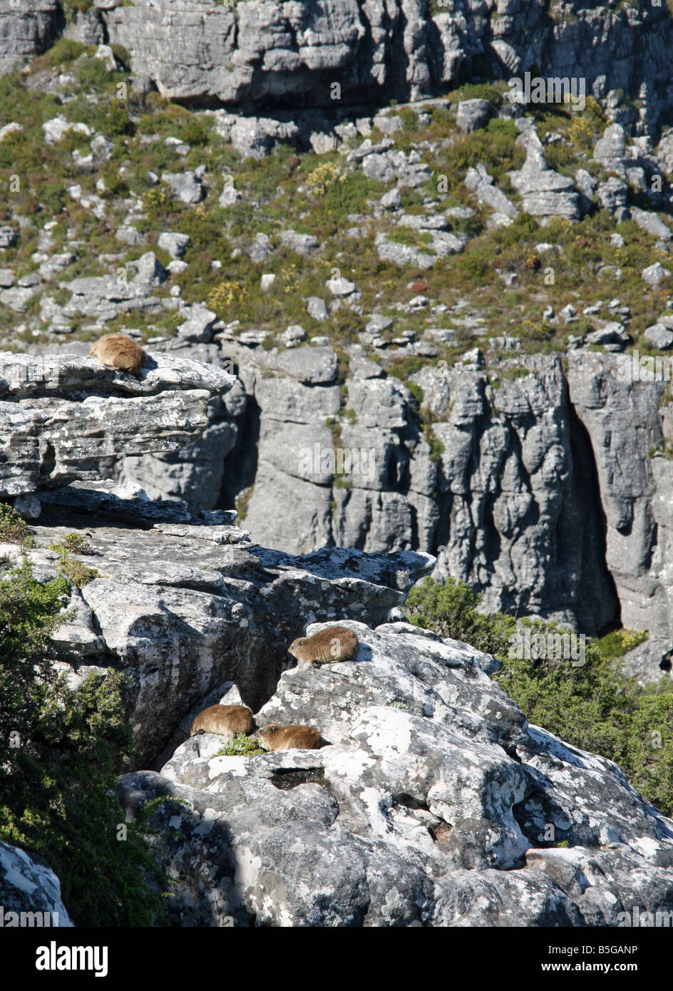 Dassies, Cape Hyrax, or Rock Hyrax, (Procavia capensis) warming ...