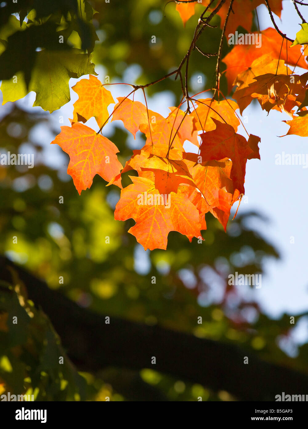 Changing leaf colors hi-res stock photography and images - Alamy