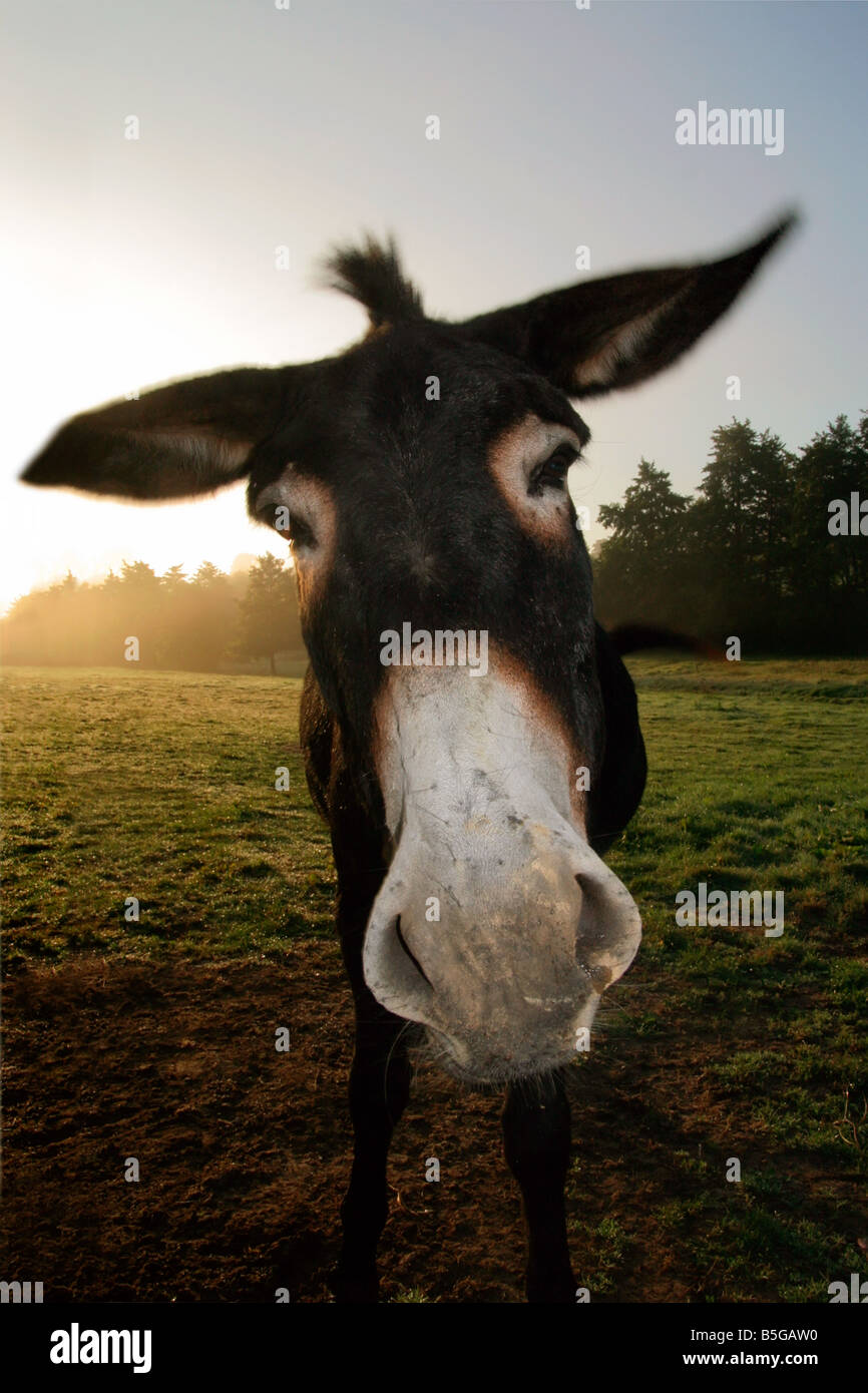 close up of donkey looking into camera lens backlit by sunrise Stock ...