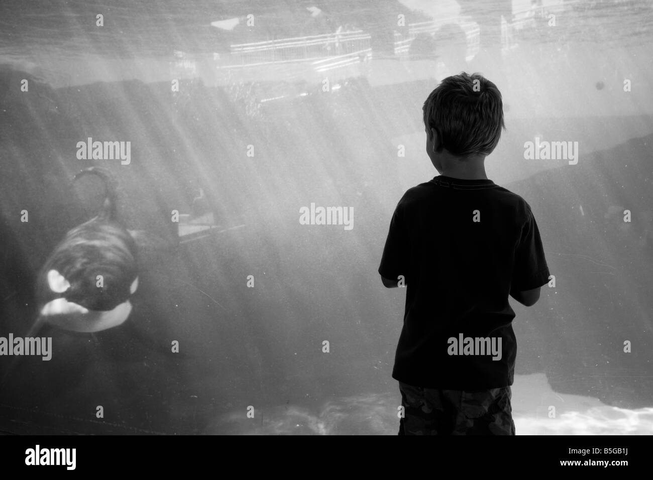 Boy whale hi-res stock photography and images - Alamy