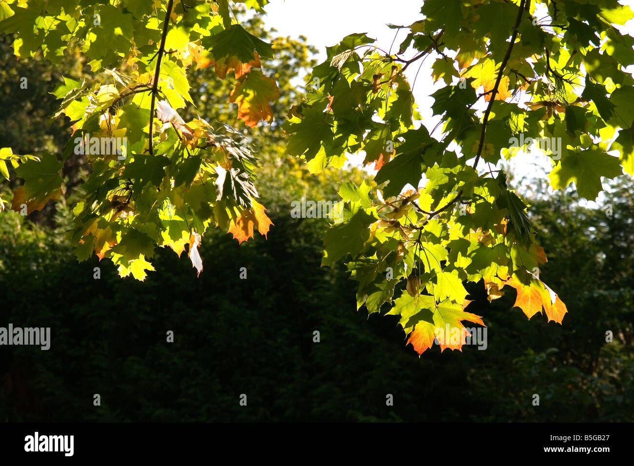 Backlit Autumn Leaves Stock Photo - Alamy