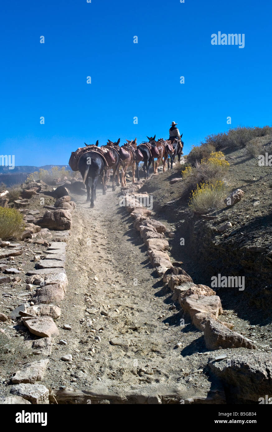 Cowboy horses pack hi-res stock photography and images - Alamy