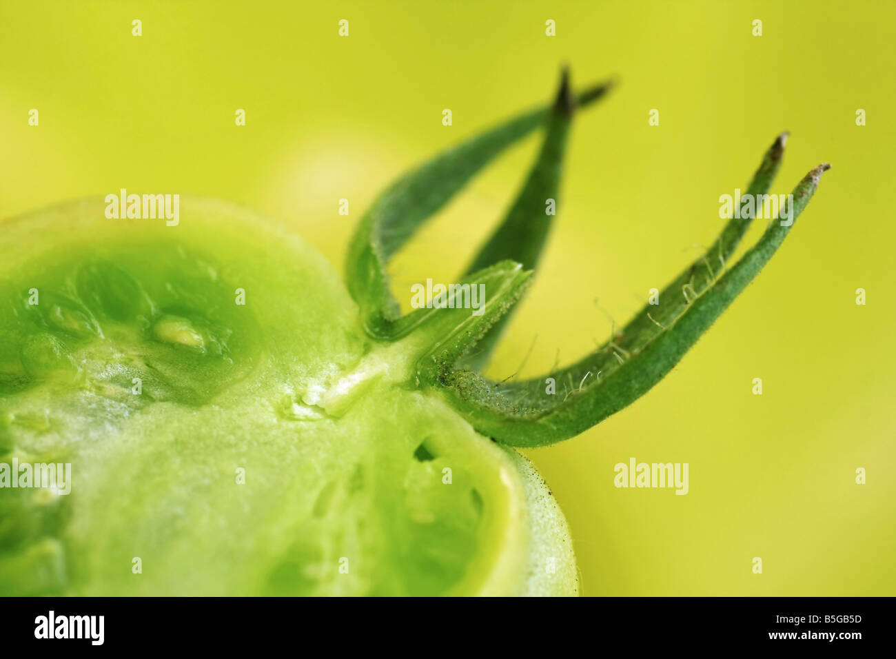 halved green unripened tomato on green Stock Photo - Alamy