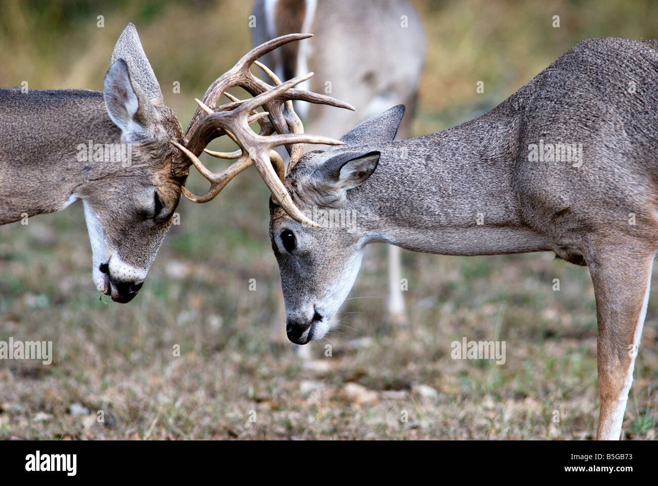 Whitetail deer hi-res stock photography and images - Alamy