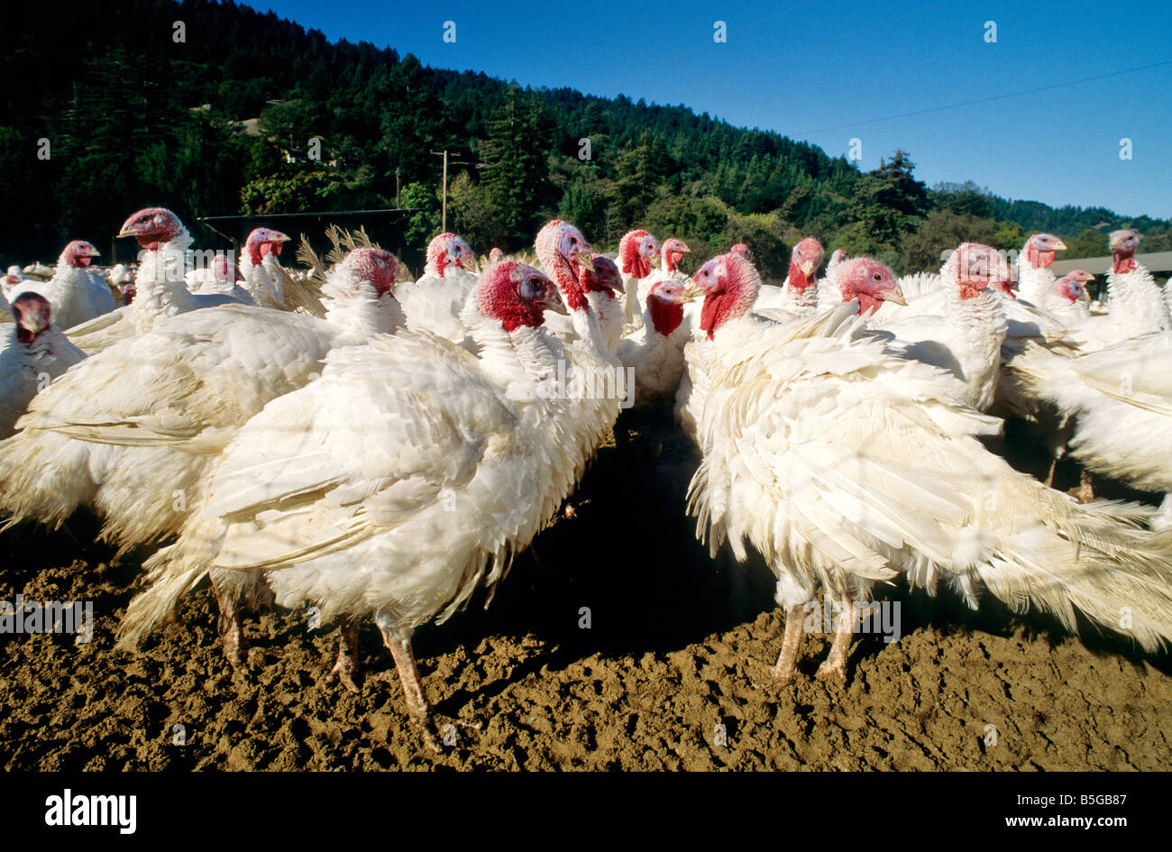Poultry hi-res stock photography and images - Alamy