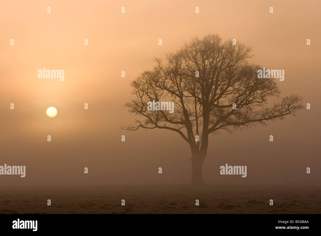 The orange tree, norfolk hi-res stock photography and images - Alamy