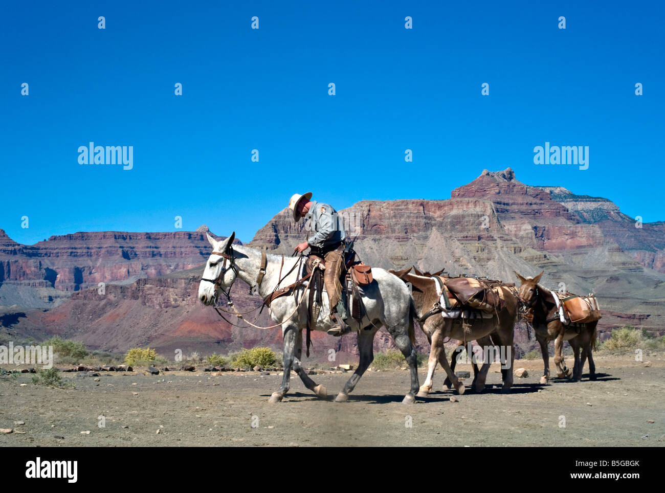 National park ranger grand canyon hi-res stock photography and images ...
