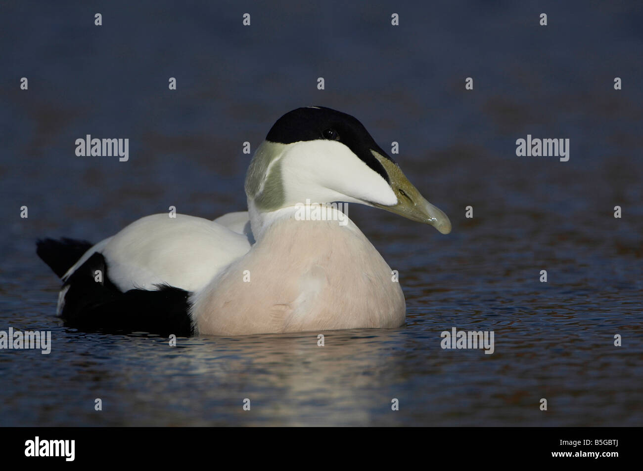 Common Eider Duck Stock Photo - Alamy