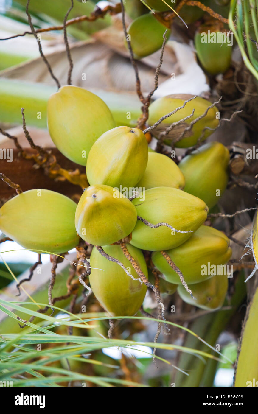 Coconut tree in The Maldives Stock Photo - Alamy