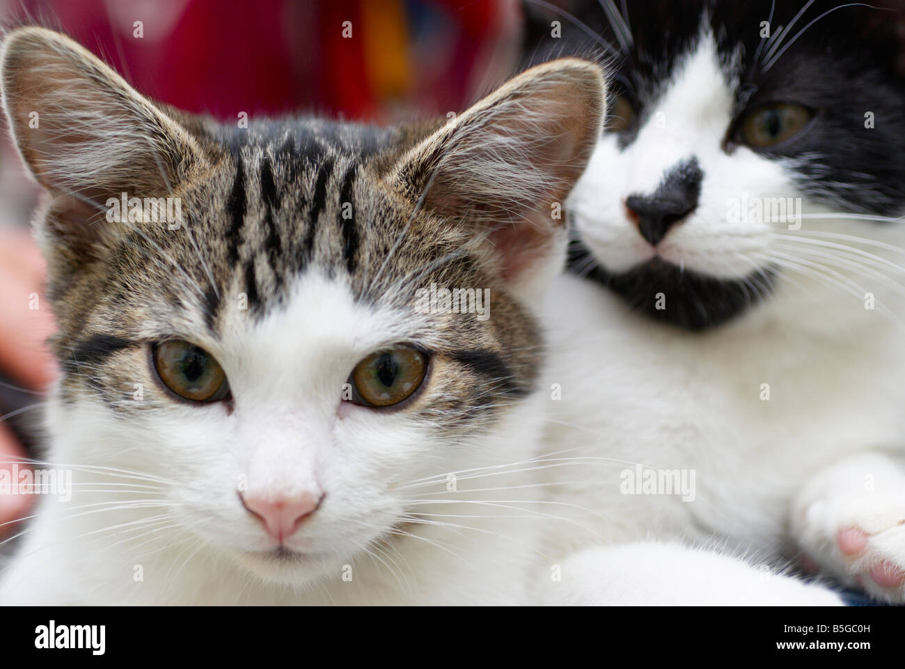 Grooming cat on lap hi-res stock photography and images - Alamy