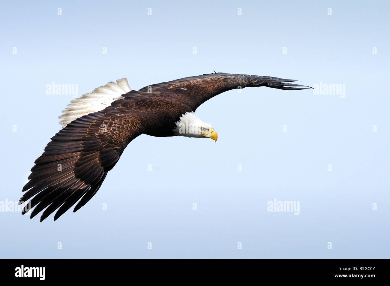 Eagle and anchor hi-res stock photography and images - Alamy