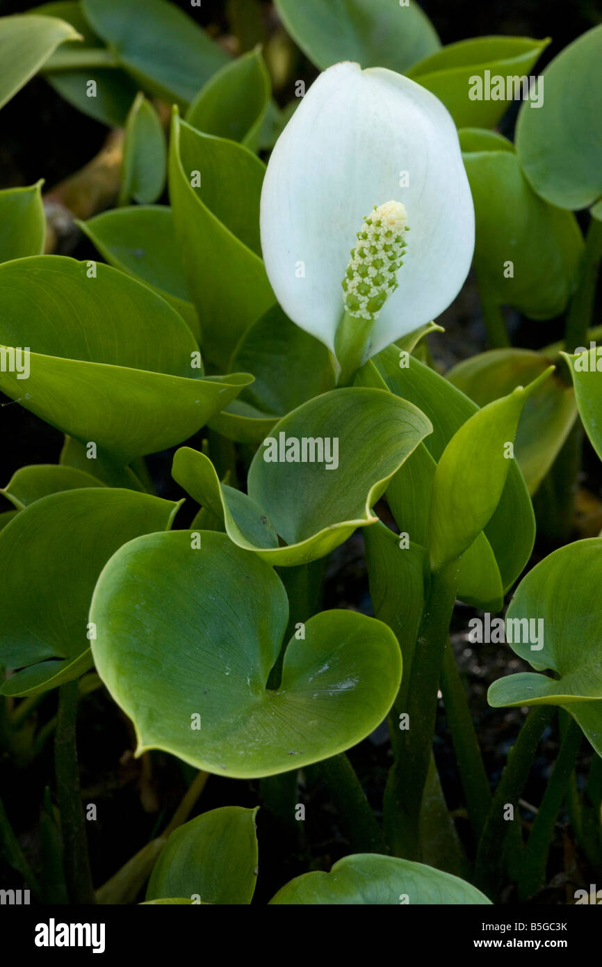 Bog Arum Calla palustris north Europe Stock Photo - Alamy