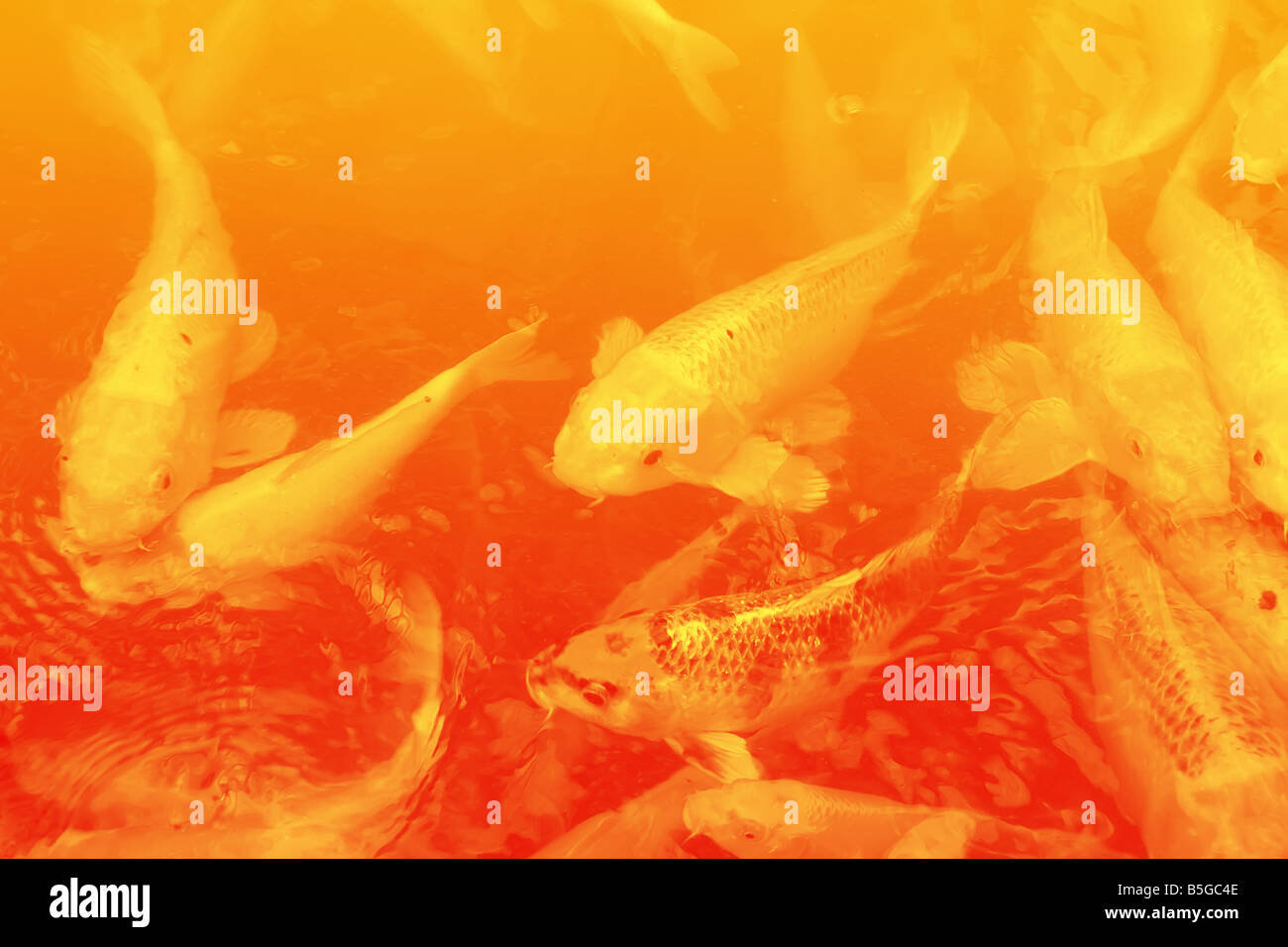 Illustration design of koi asian goldfish carp Stock Photo - Alamy