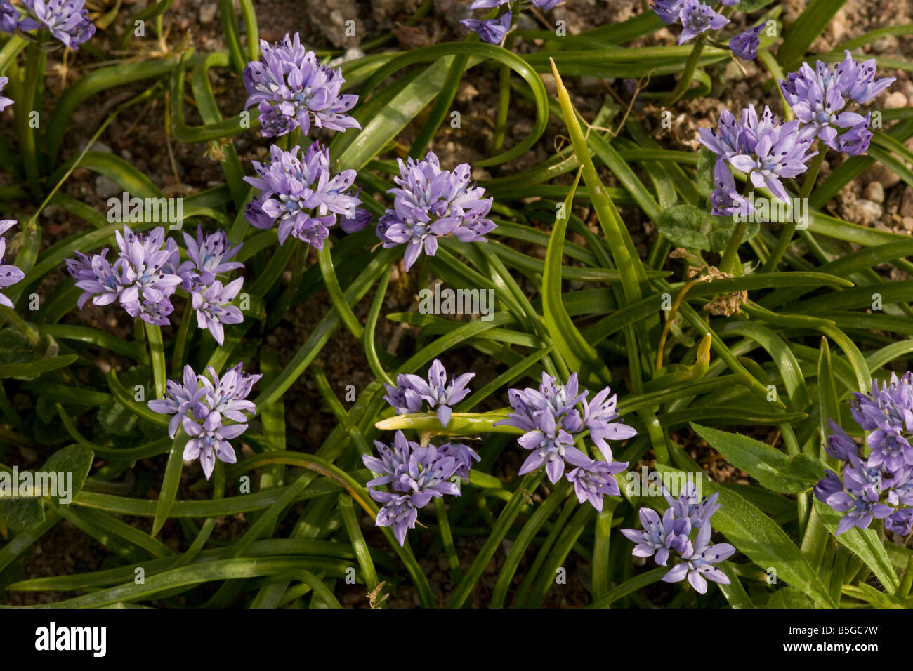 Spring squill Scilla verna in flower Coastal turf Stock Photo - Alamy