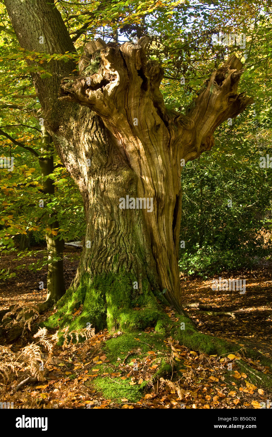 Close up dead tree hi-res stock photography and images - Alamy