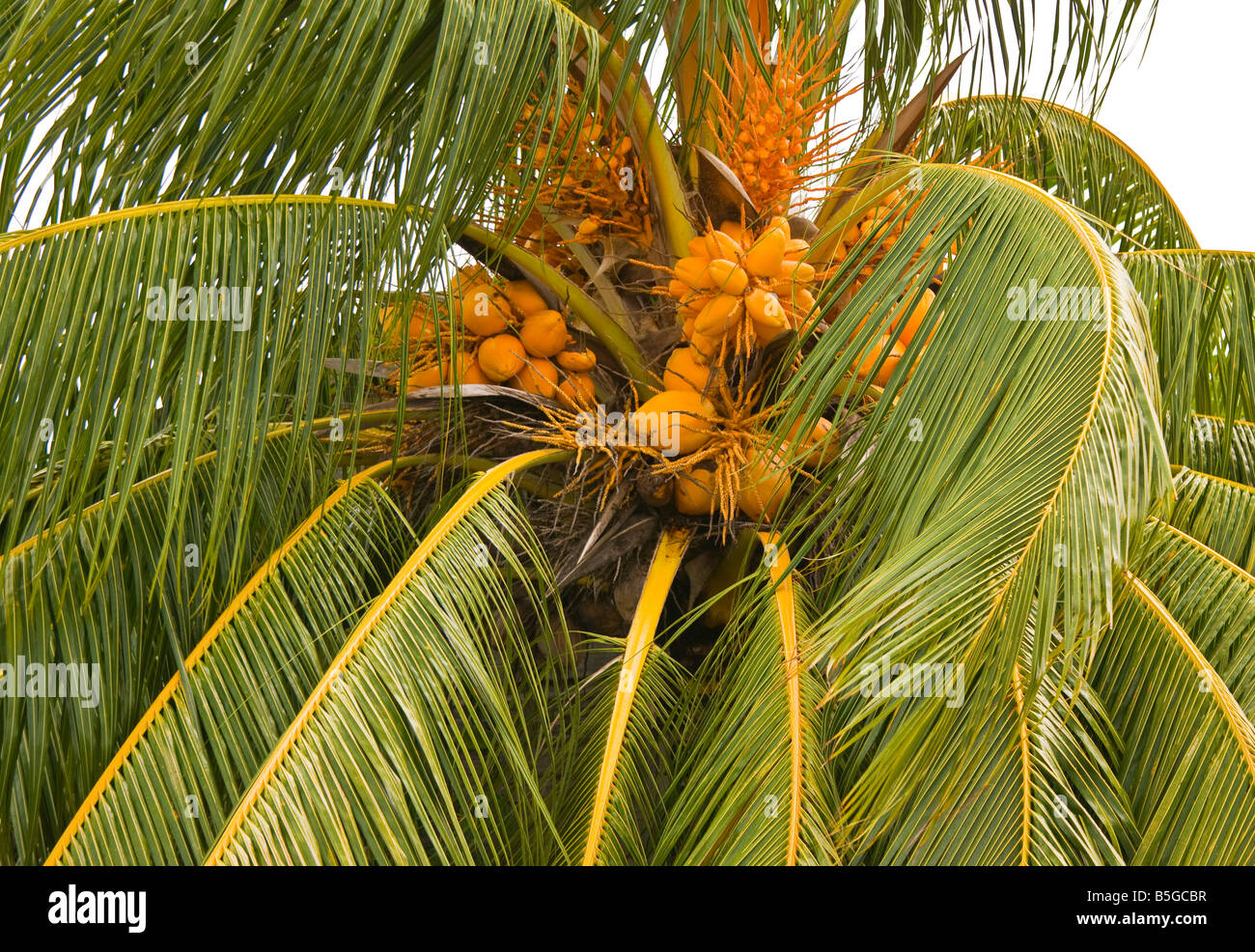 CAYE CAULKER BELIZE Palm tree and coconuts Stock Photo - Alamy