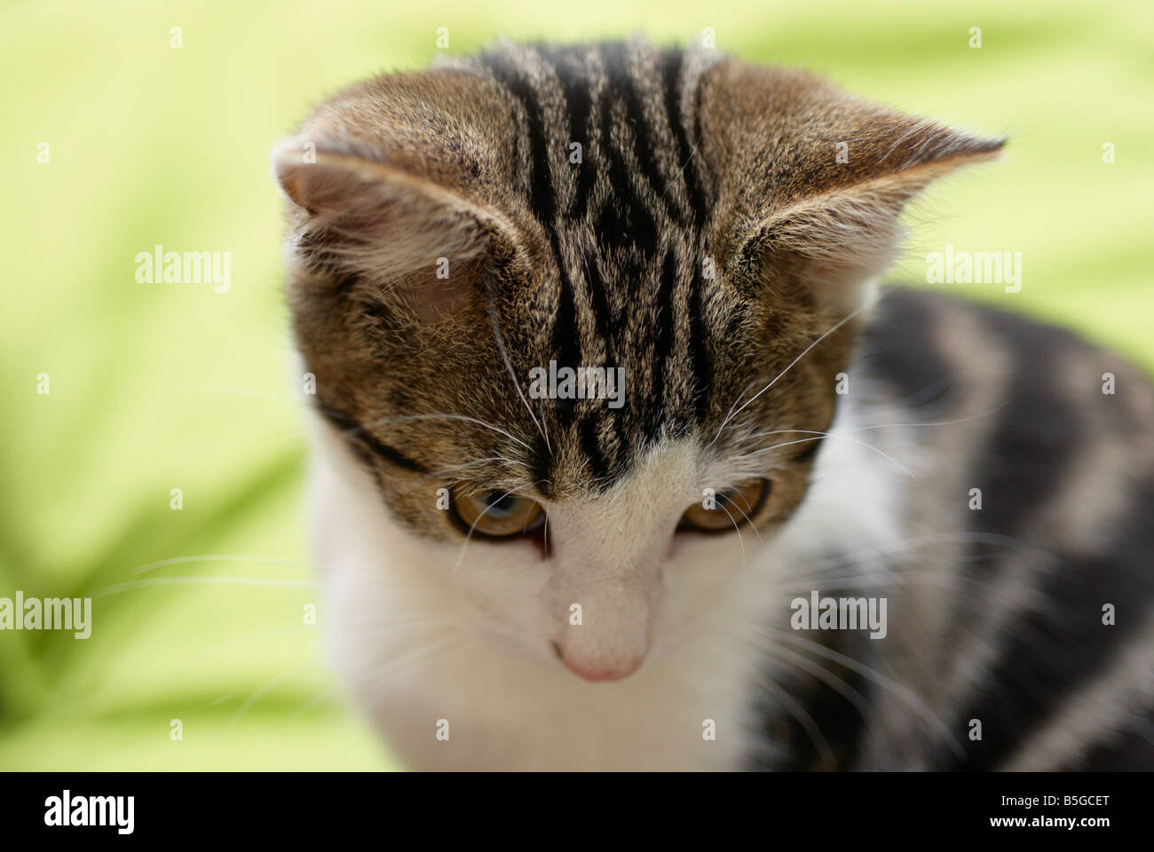 young cat looking down Stock Photo - Alamy