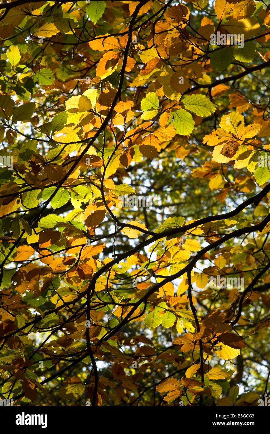 Uk leaves hi-res stock photography and images - Alamy