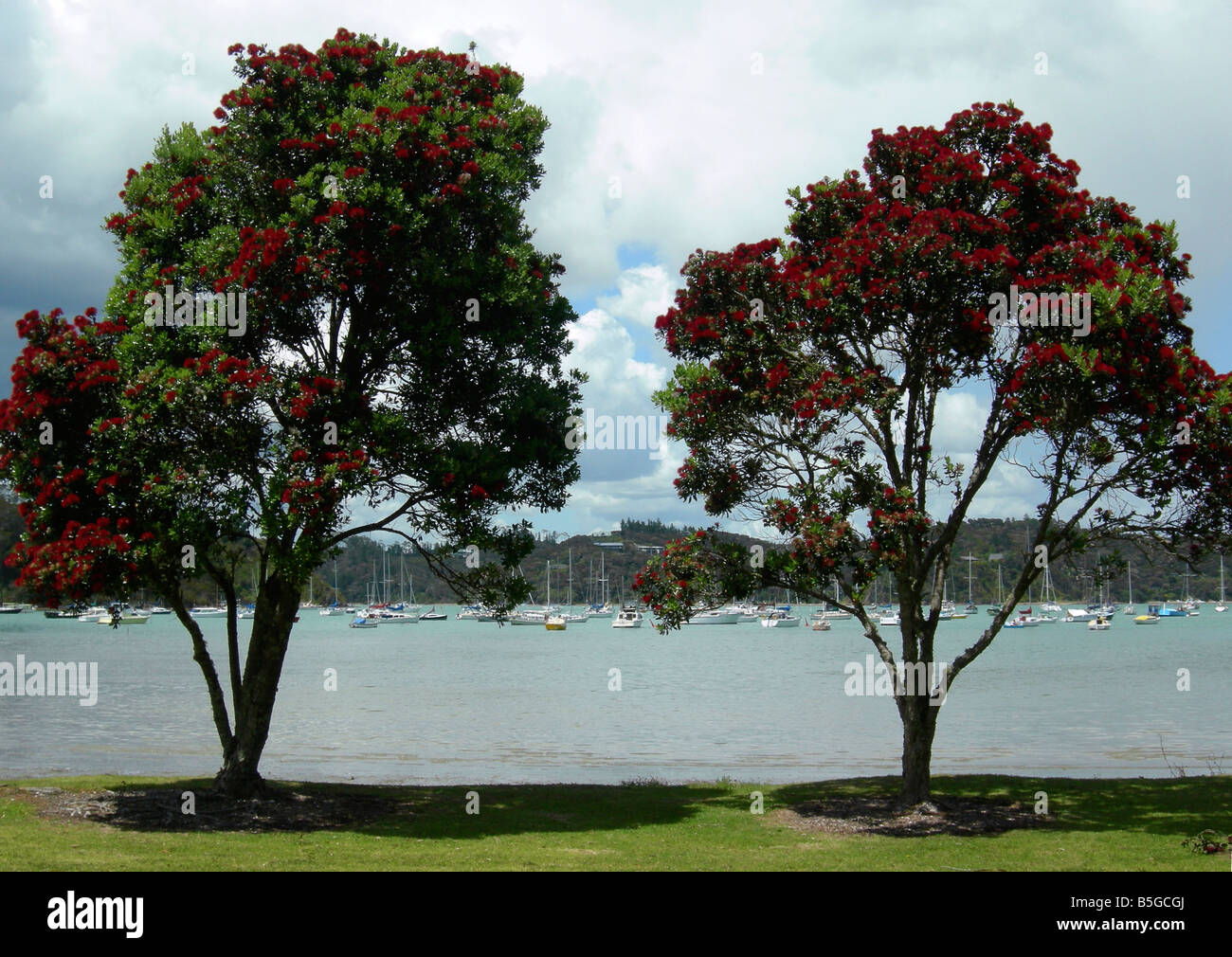 Pohutukawa trees Bay of Islands New Zealand Stock Photo - Alamy