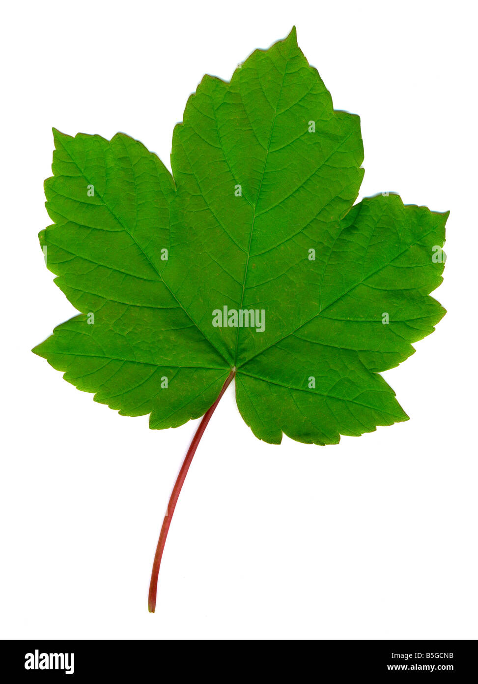 Leaf in the shadows Cut Out Stock Images & Pictures - Alamy