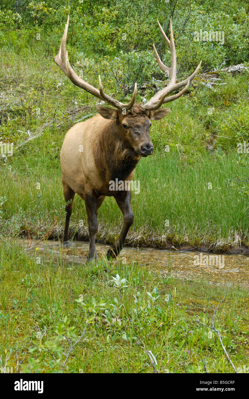 British animal park hi-res stock photography and images - Alamy