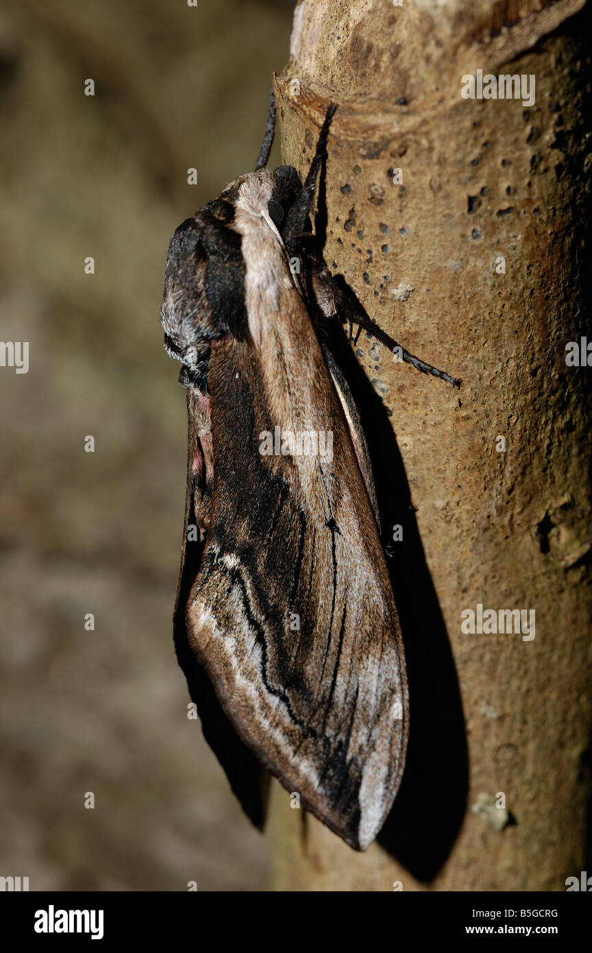 Privet Hawk Moth Stock Photo - Alamy
