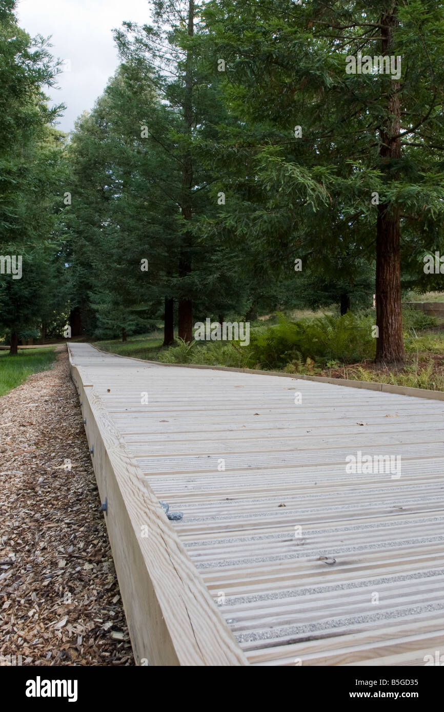Wooded wooden board walk through a forest Stock Photo - Alamy