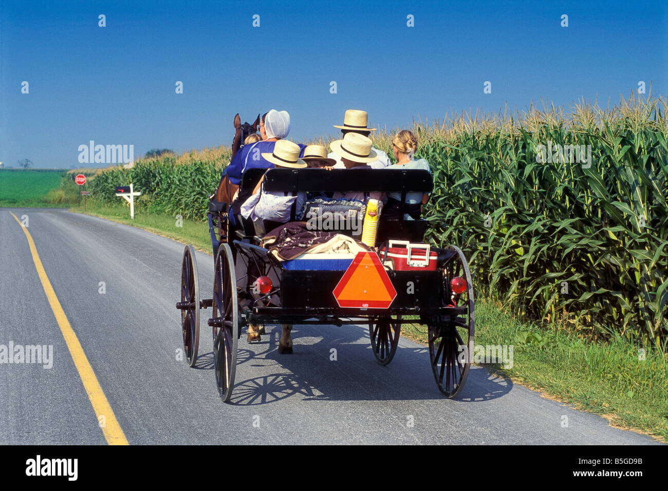 Amish Buggy and Corn Field Lancaster County Pennsylvania USA Stock ...