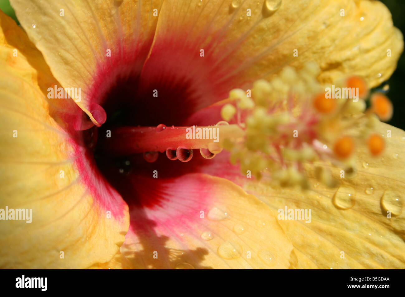 Hibiscus close hi-res stock photography and images - Alamy