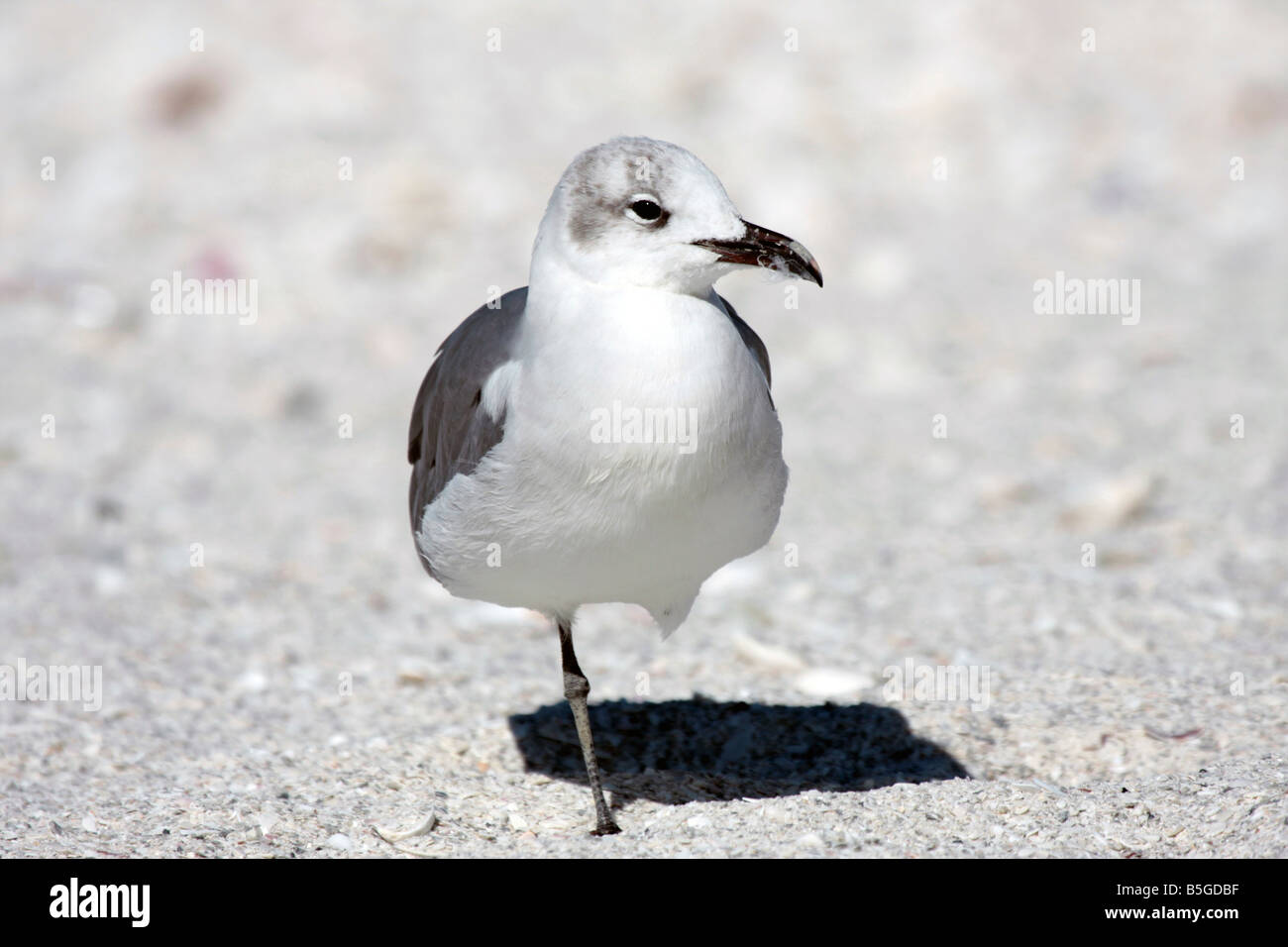 One seagull at the beach hi-res stock photography and images - Alamy