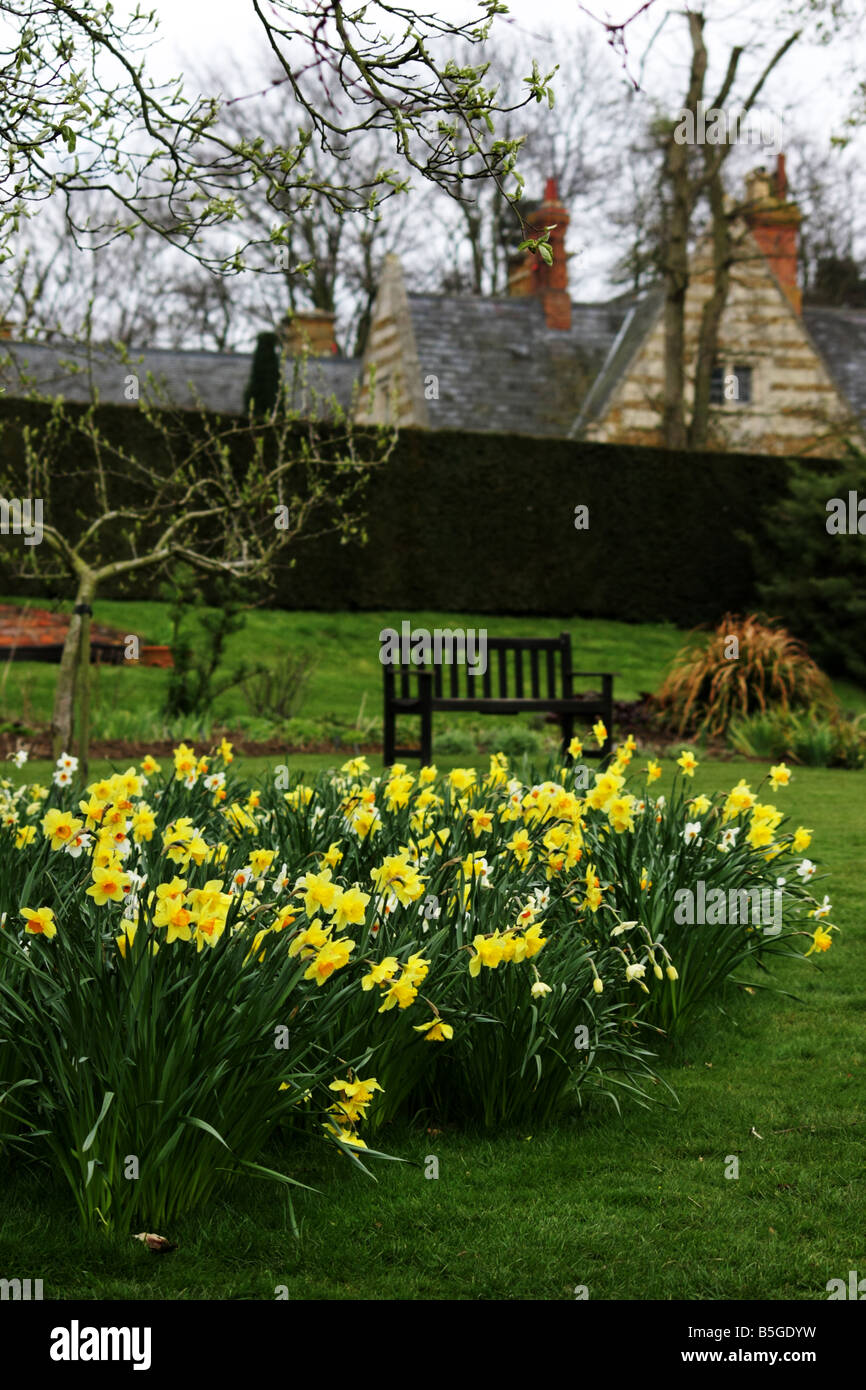 A display of bright yellow daffodils in a spring garden setting Stock ...