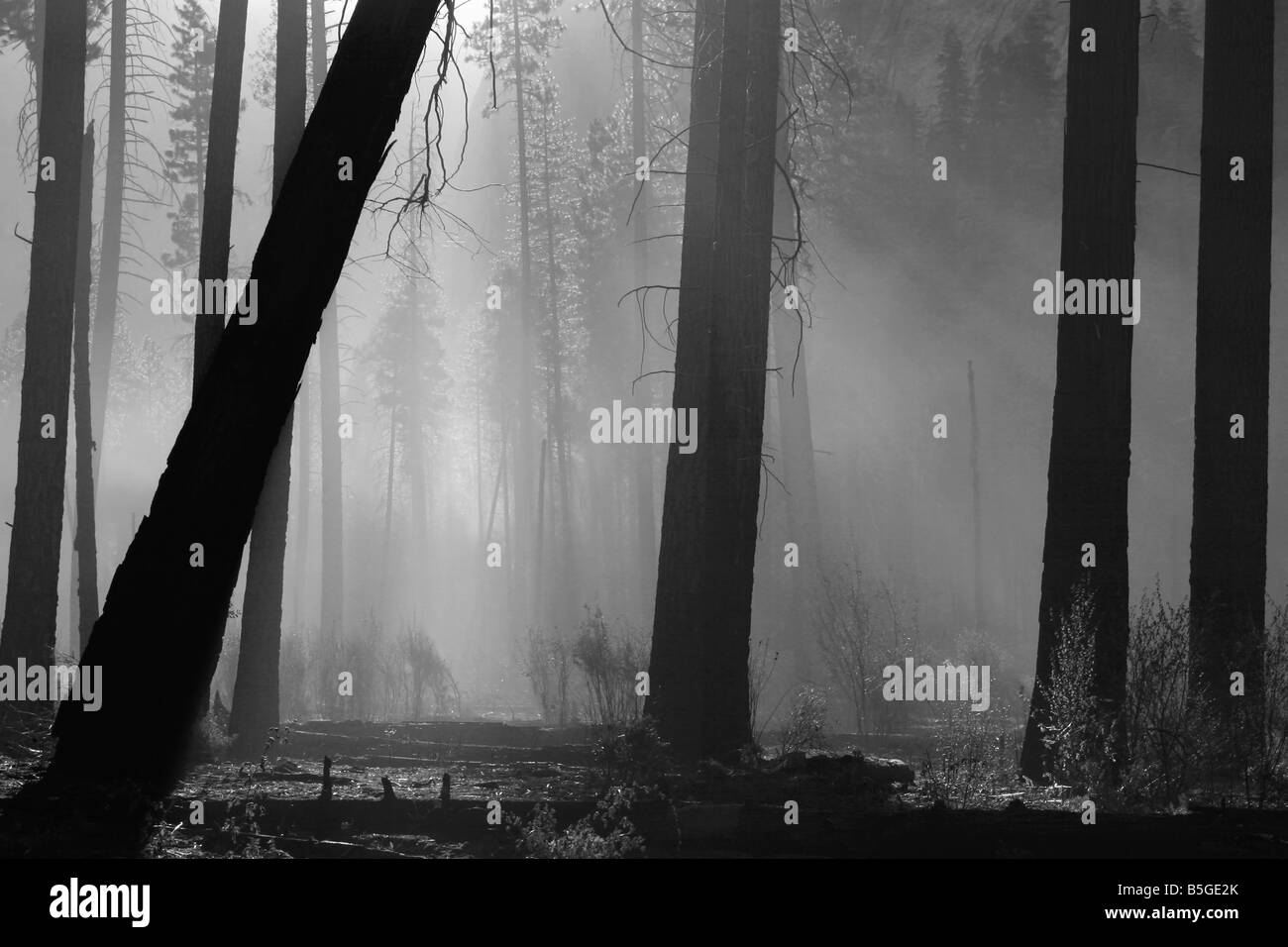 Tree trees after fire smoke mood hi-res stock photography and images ...