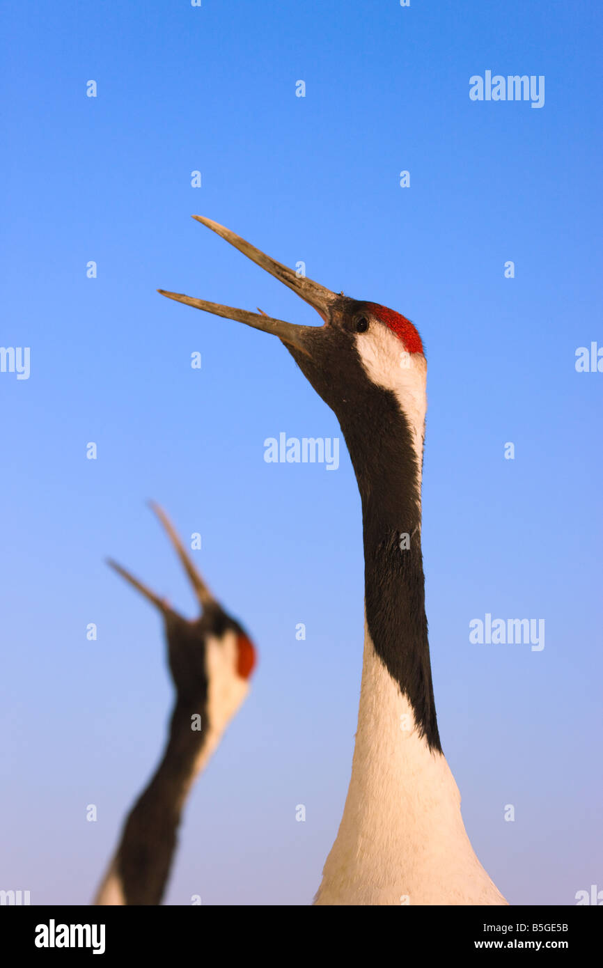 Red crowned cranes North China Stock Photo - Alamy