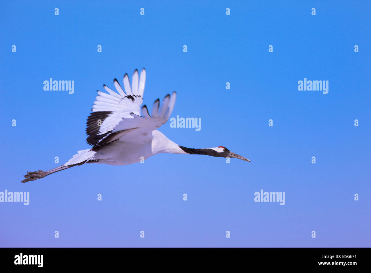 Red crowned crane flying North China Stock Photo - Alamy