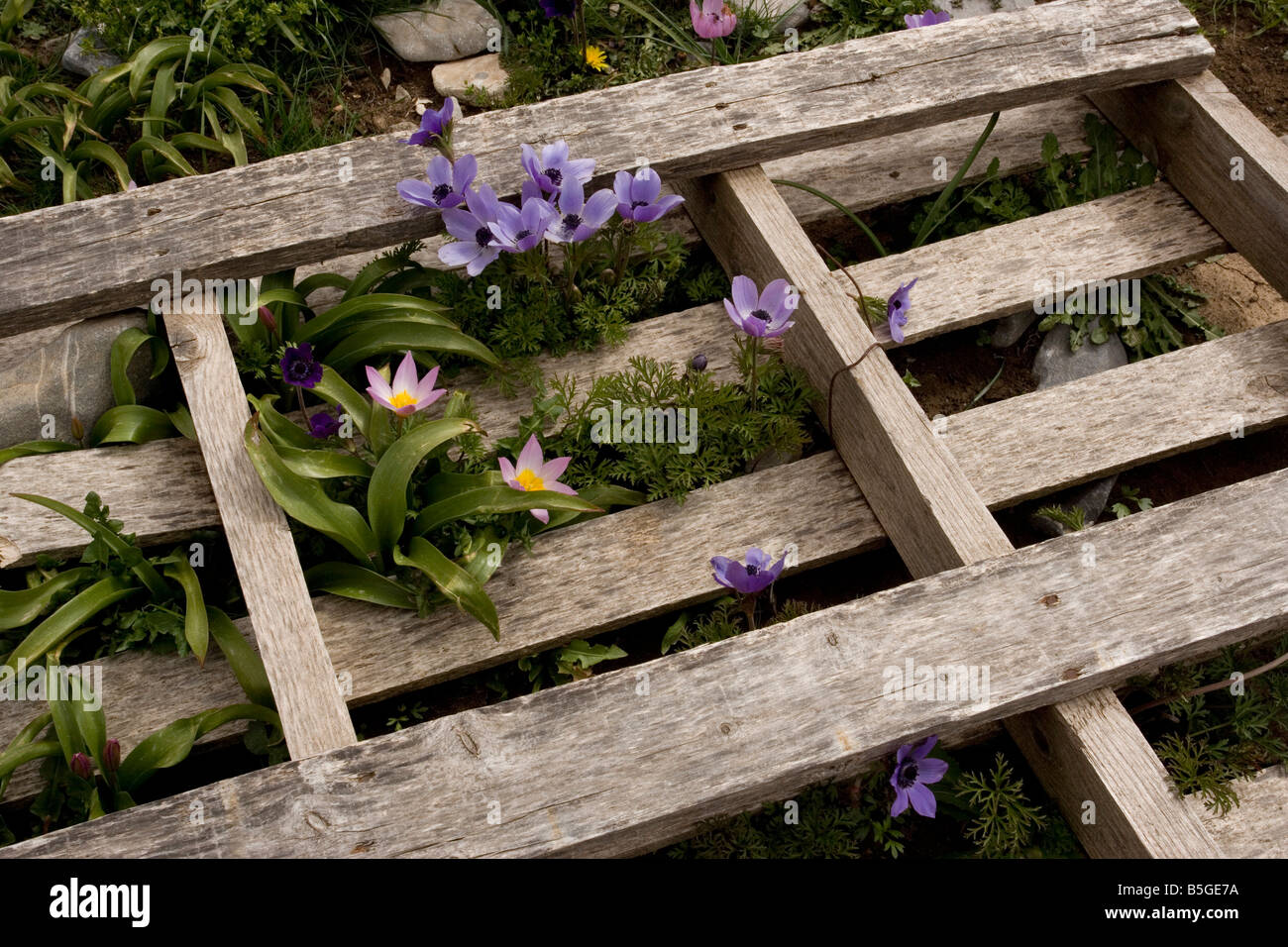 Crown Anemones Anemone coronaria growing through palette on the Omalos ...