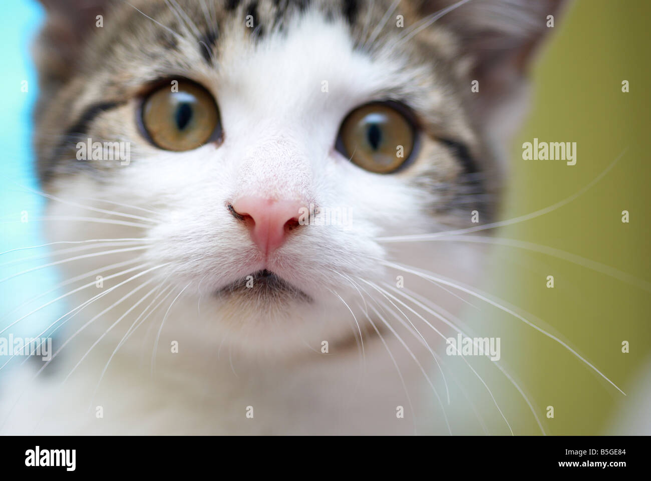 Tabby cats face hi-res stock photography and images - Alamy