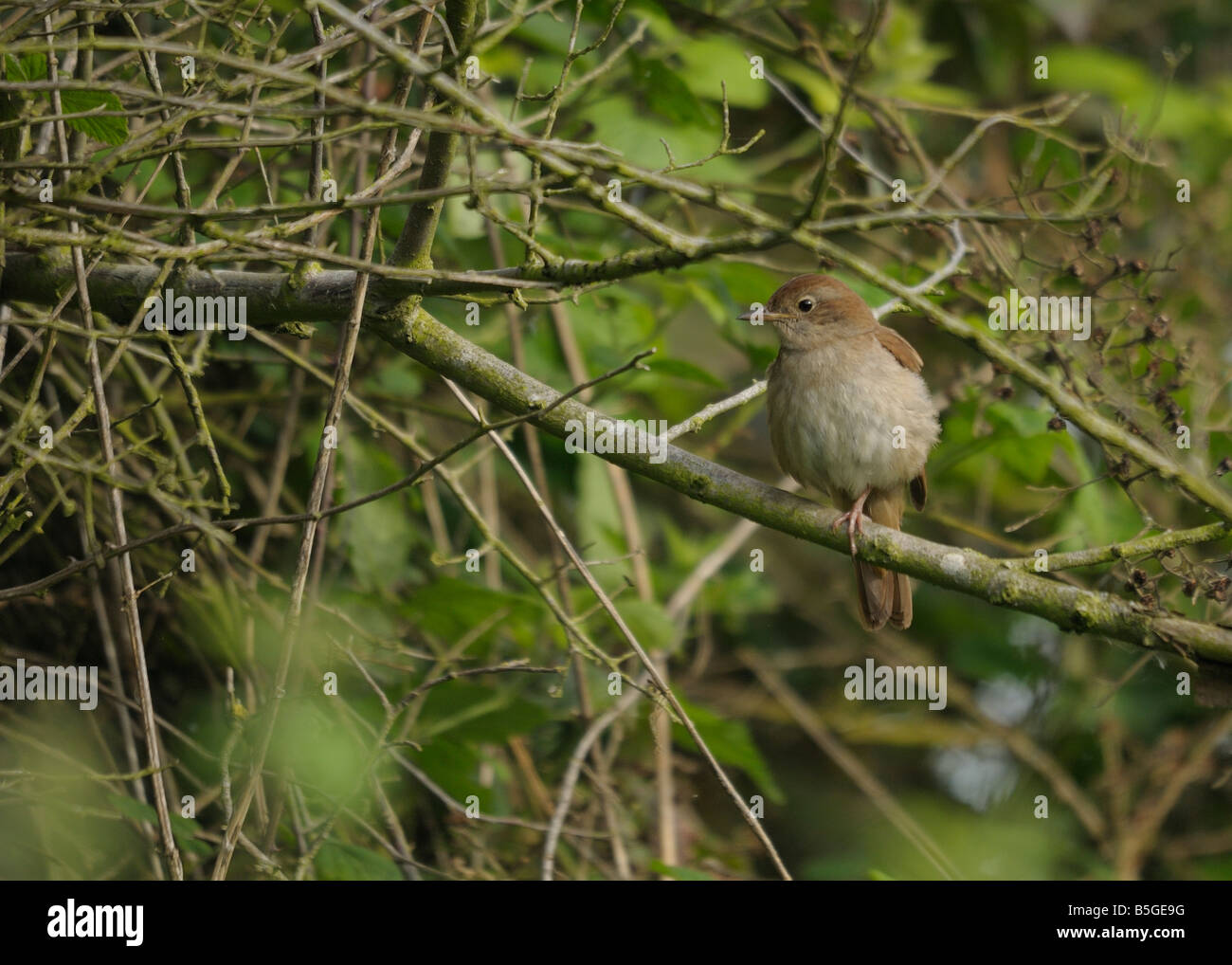 Nightingale bird uk hi-res stock photography and images - Alamy