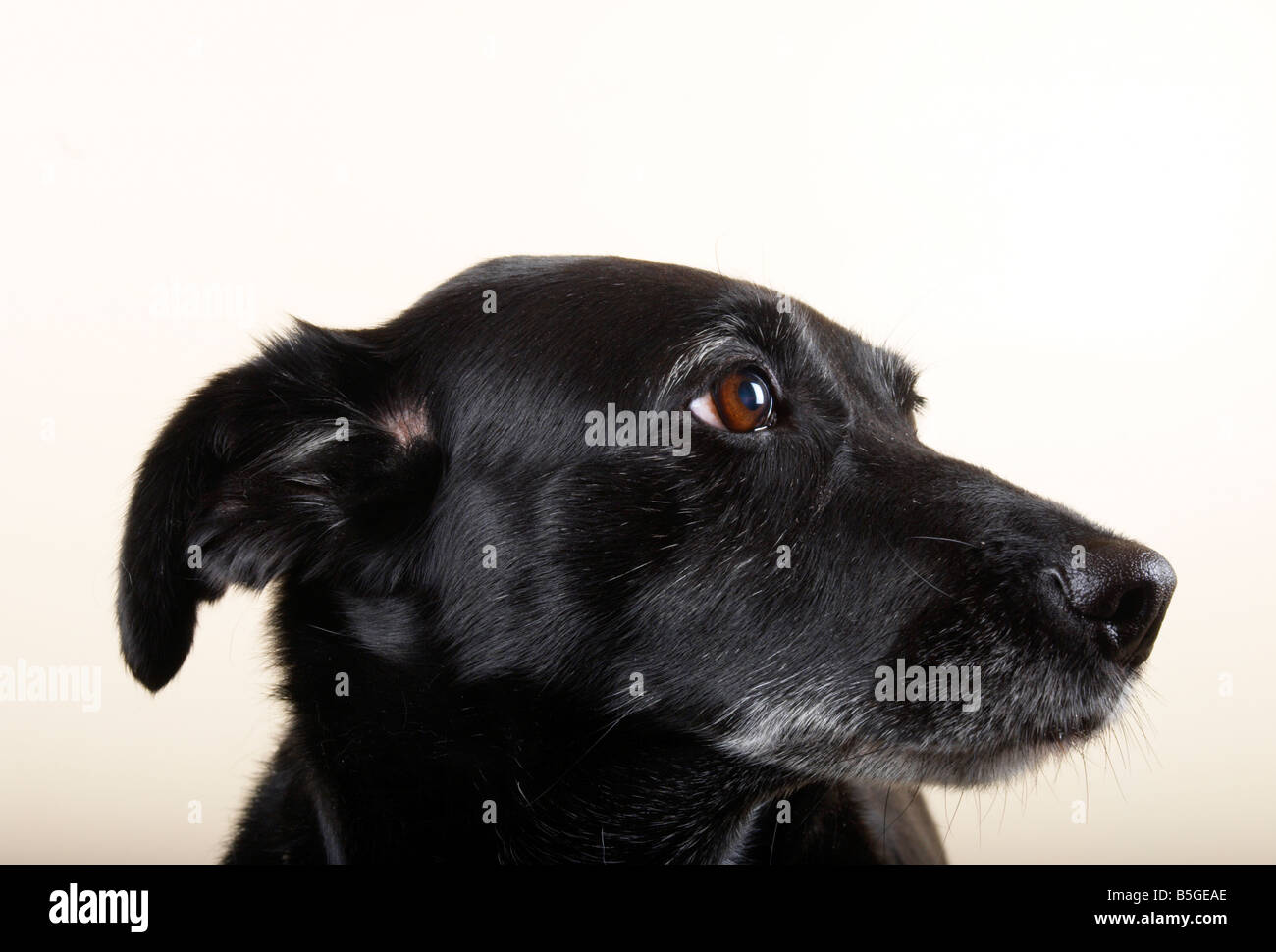black labrador cross Stock Photo - Alamy