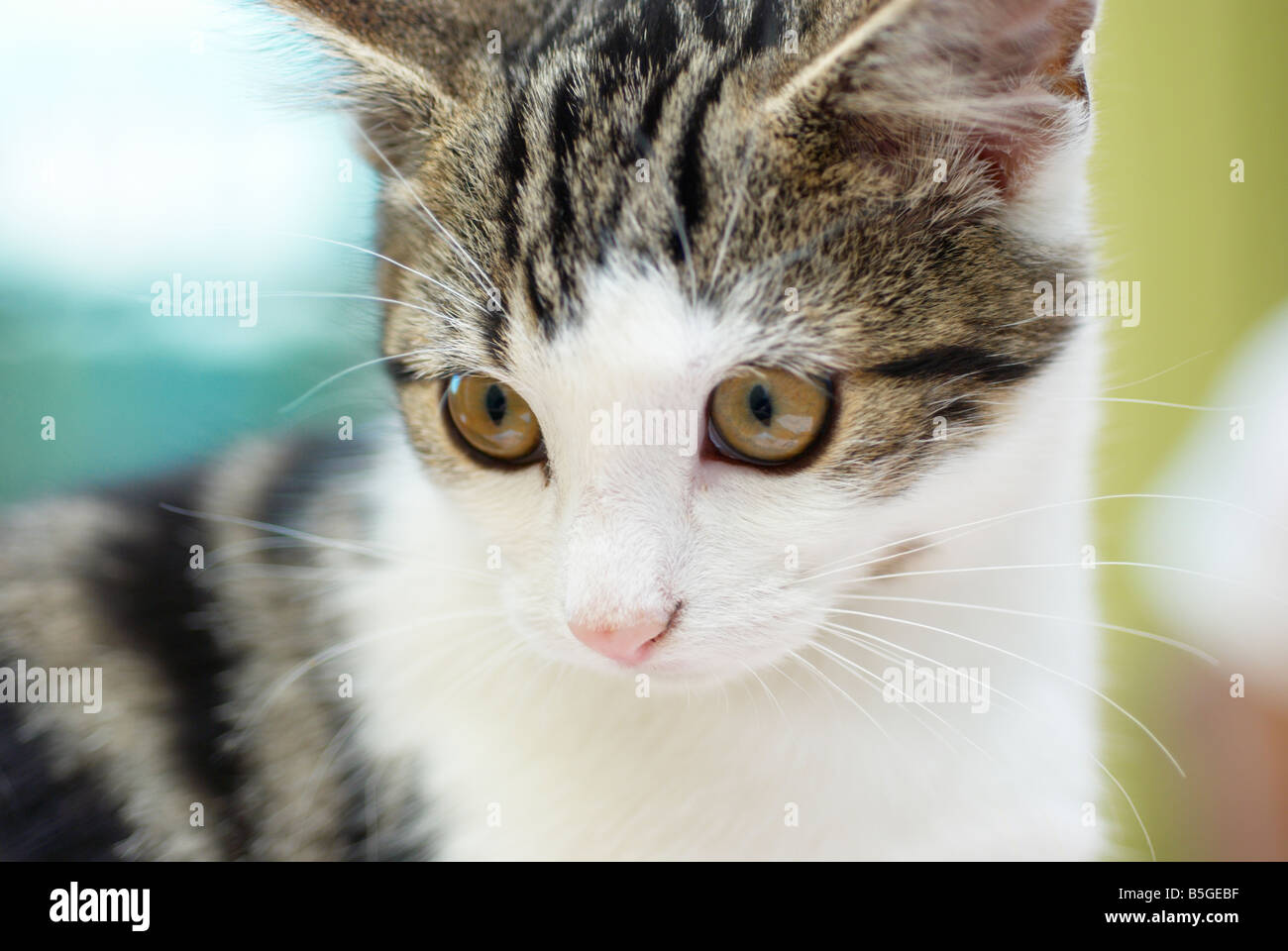 close up of young tabby cat's face Stock Photo - Alamy