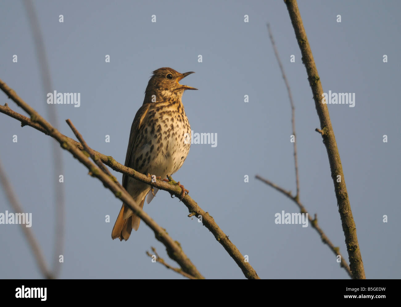 Singing thrush hi-res stock photography and images - Alamy