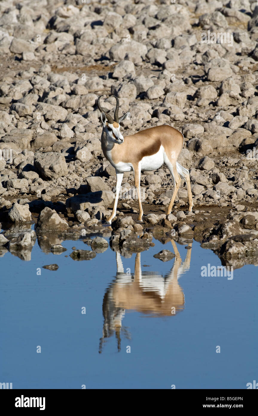 Springbok drinking water hi-res stock photography and images - Alamy