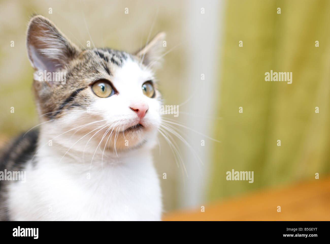 young male tabby cat Stock Photo - Alamy